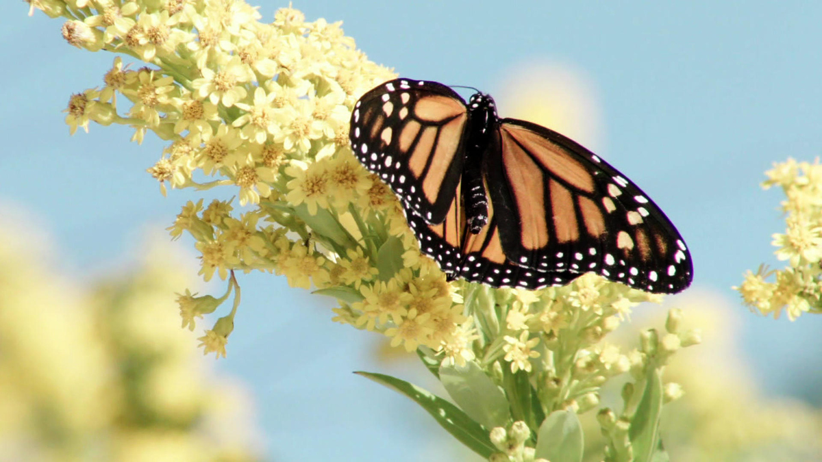 Watch Sunday Morning: Nature: Monarch butterflies in New Jersey - Full ...