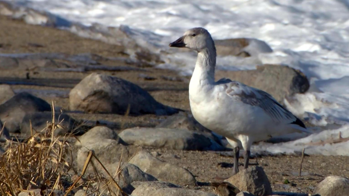 Watch Sunday Morning Season Episode : Nature: Snow geese in South ...