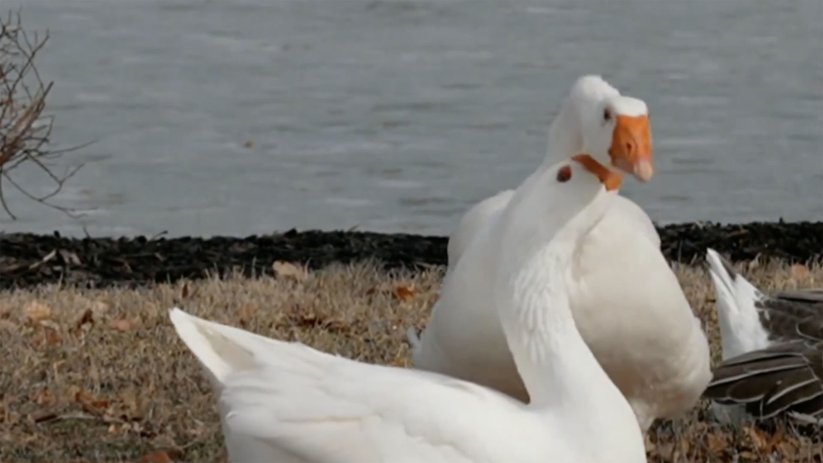 Watch The Uplift Season 2024 Episode 1: The Uplift: Love birds - Full ...