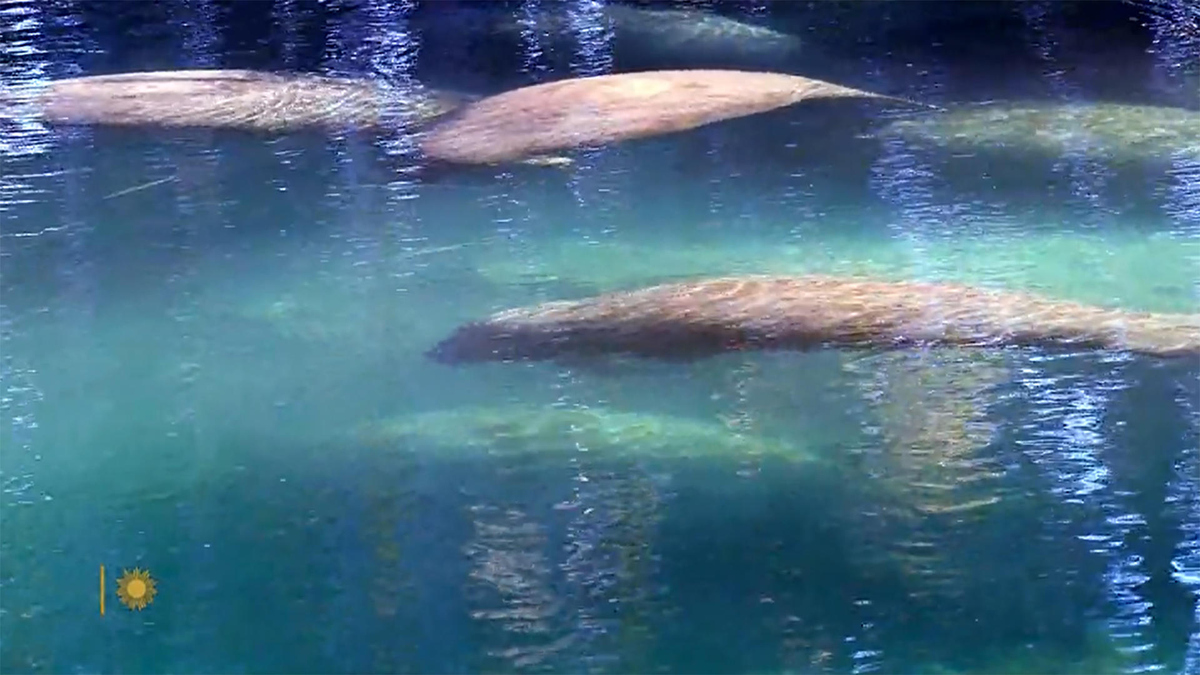 Watch Sunday Morning Nature: Manatees in Florida - Paramount+