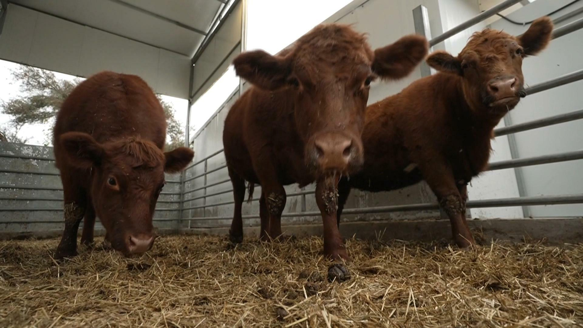 Watch CBS Saturday Morning: Red cows factor into Israel-Hamas war ...