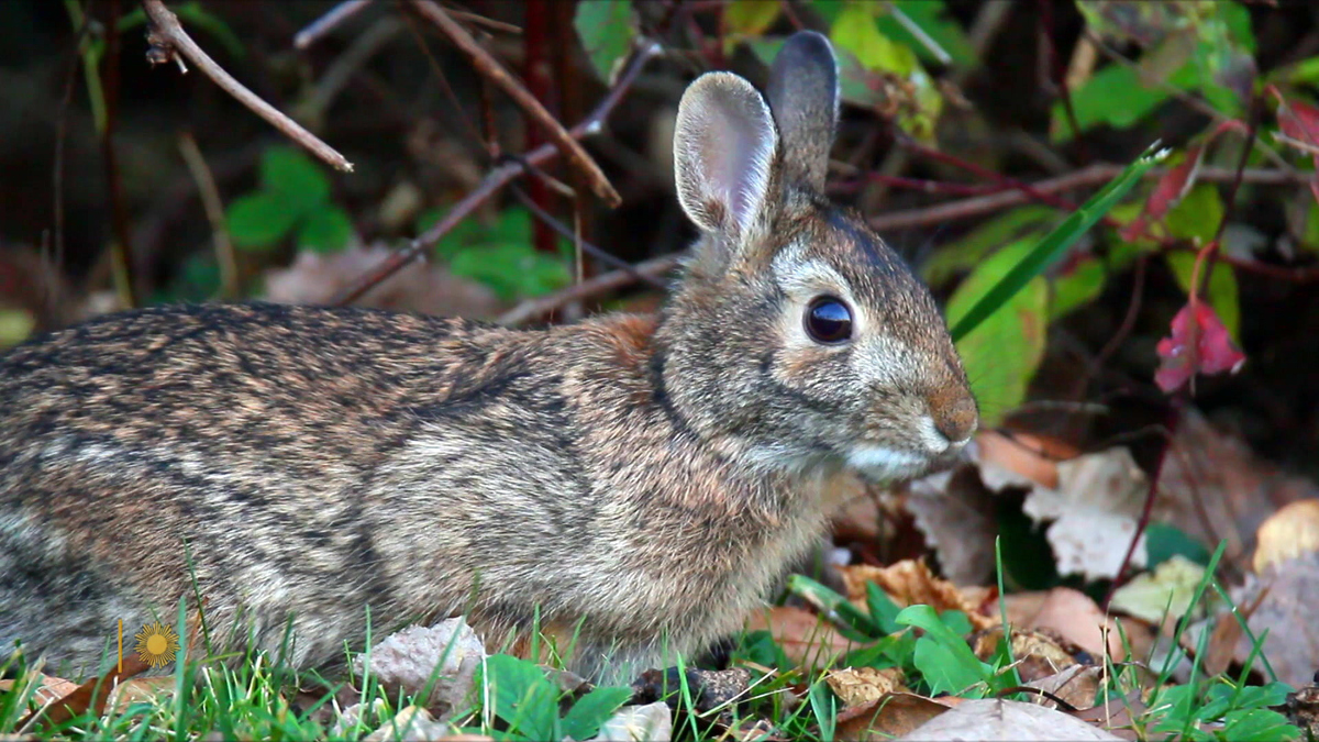 Watch Sunday Morning: Nature: Bunnies in Pennsylvania - Full show on CBS