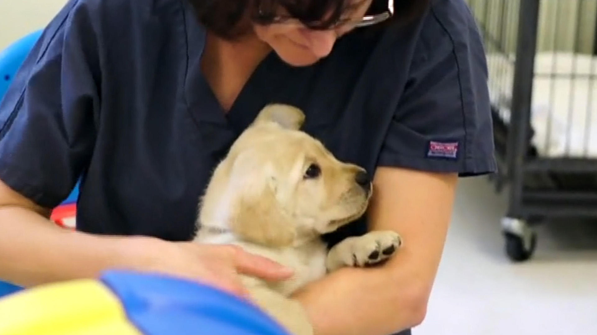 Watch CBS Evening News: Nonprofit provides free guide dogs - Full show ...
