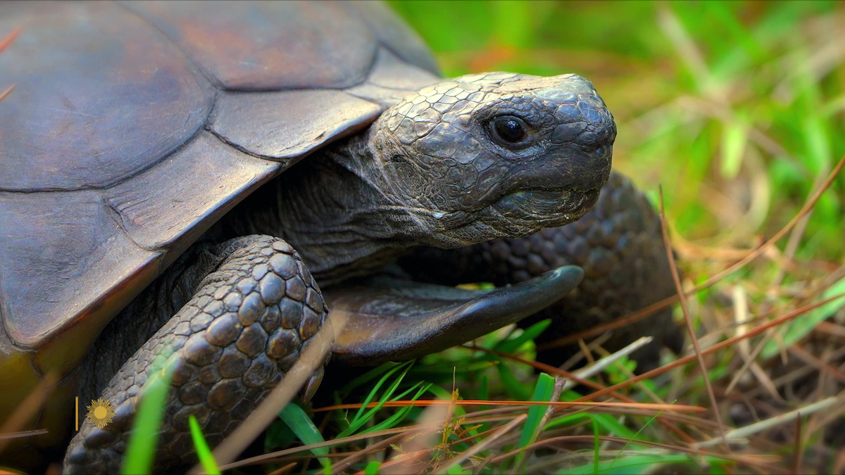 Watch Sunday Morning: Nature: Gopher tortoises in Florida - Full show ...