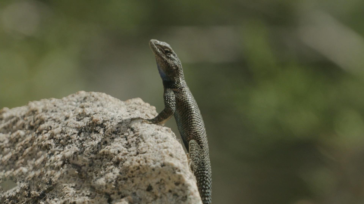Watch CBS Mornings: Why these lizards have virtually disappeared - Full ...