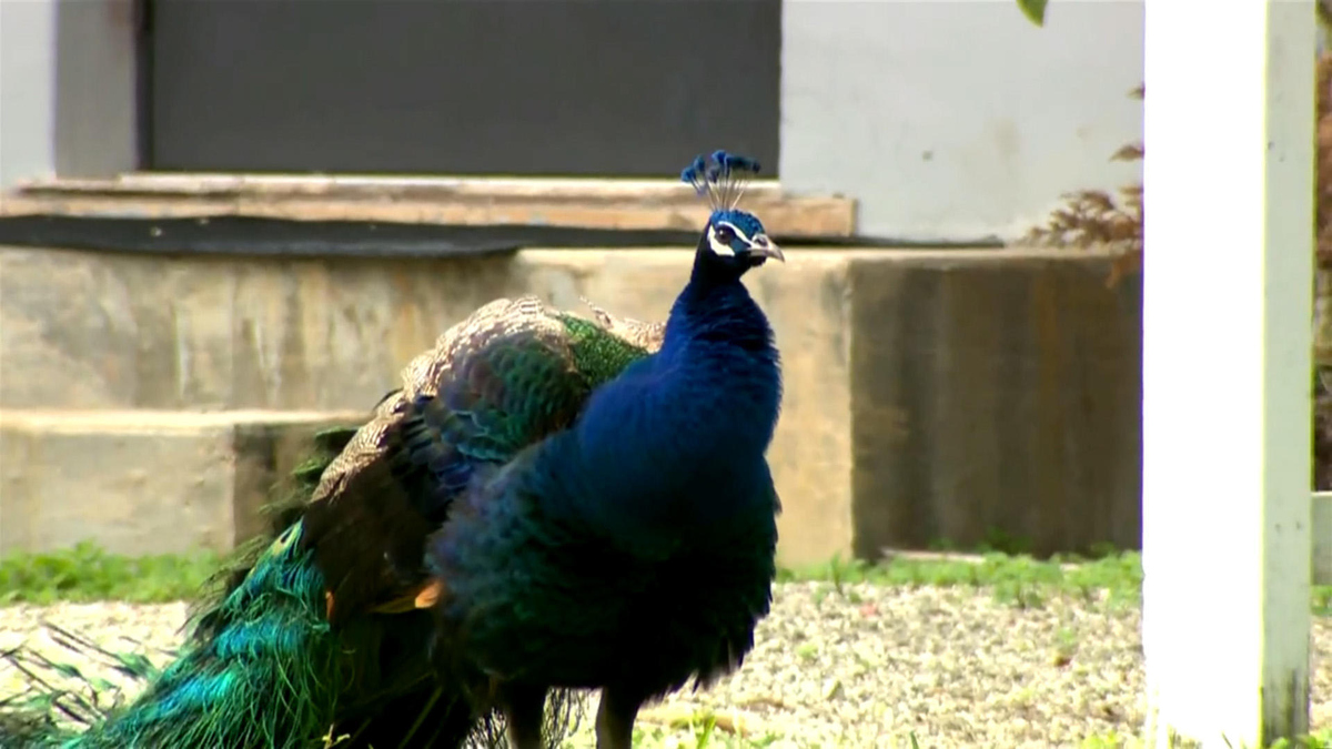 Watch CBS Evening News: Village overrun by peacocks takes unique approach - Full show on CBS