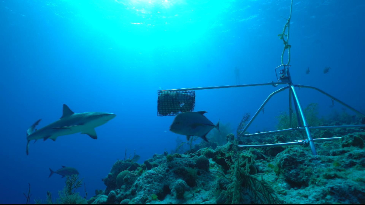 Watch CBS Evening News: Scientists work to save reef sharks - Full show ...