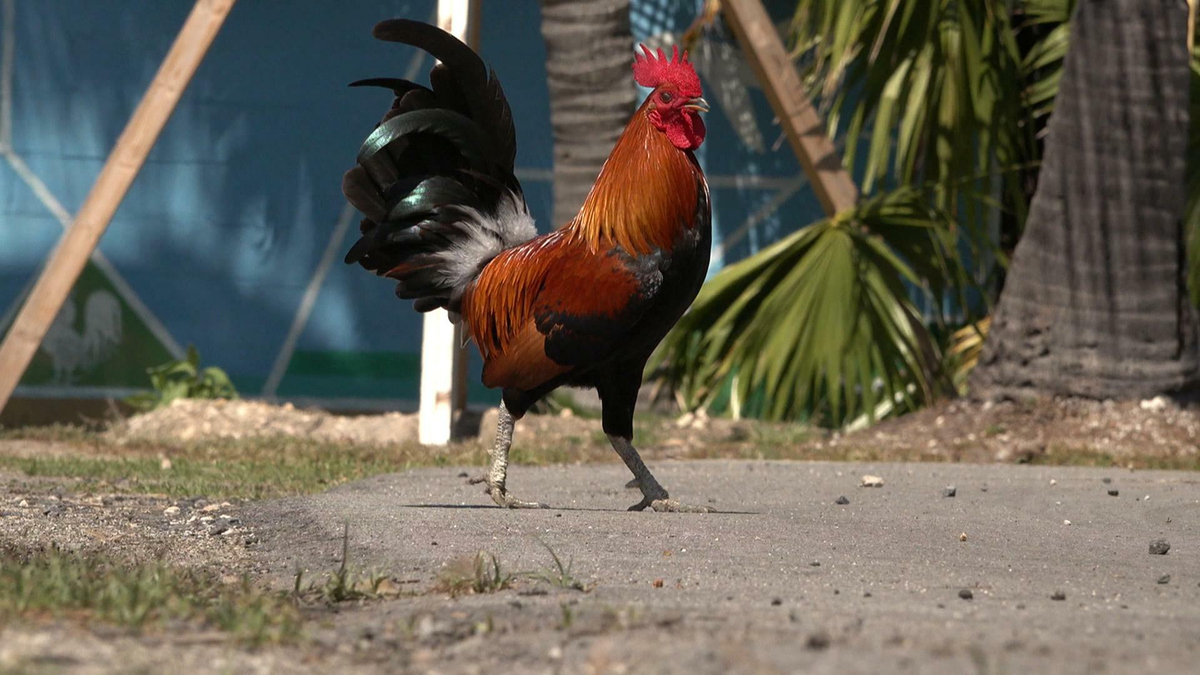 Watch CBS Saturday Morning: The chickens of Key West - Full show on CBS