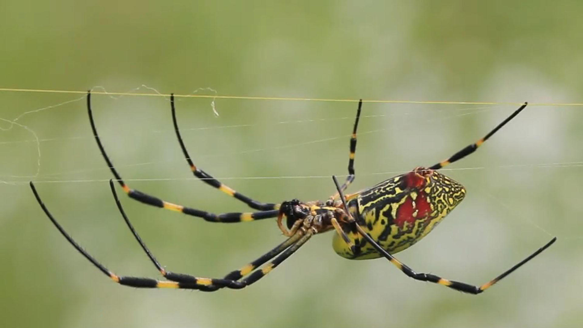 Watch CBS Mornings Venomous flying spiders spreading in U.S. - Paramount+