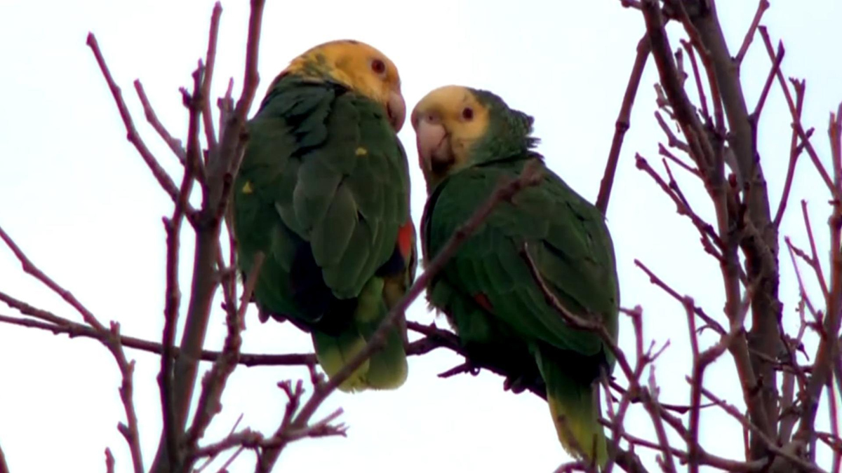 Watch CBS Evening News Endangered parrots trade tropics for Los Angeles ...