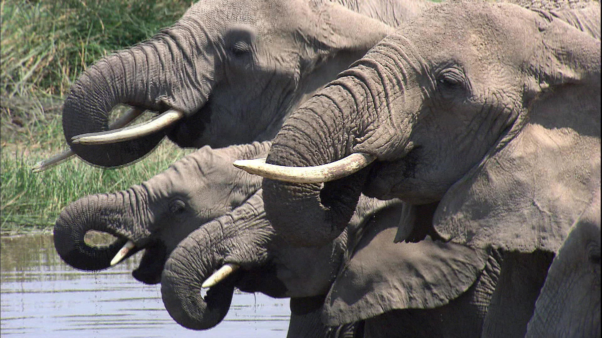 Watch Sunday Morning Secrets of the elephant - Paramount+