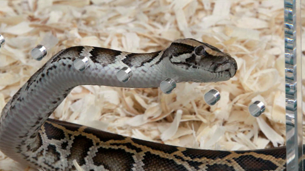 Watch CBS Evening News: Hundreds participate in annual Florida python ...