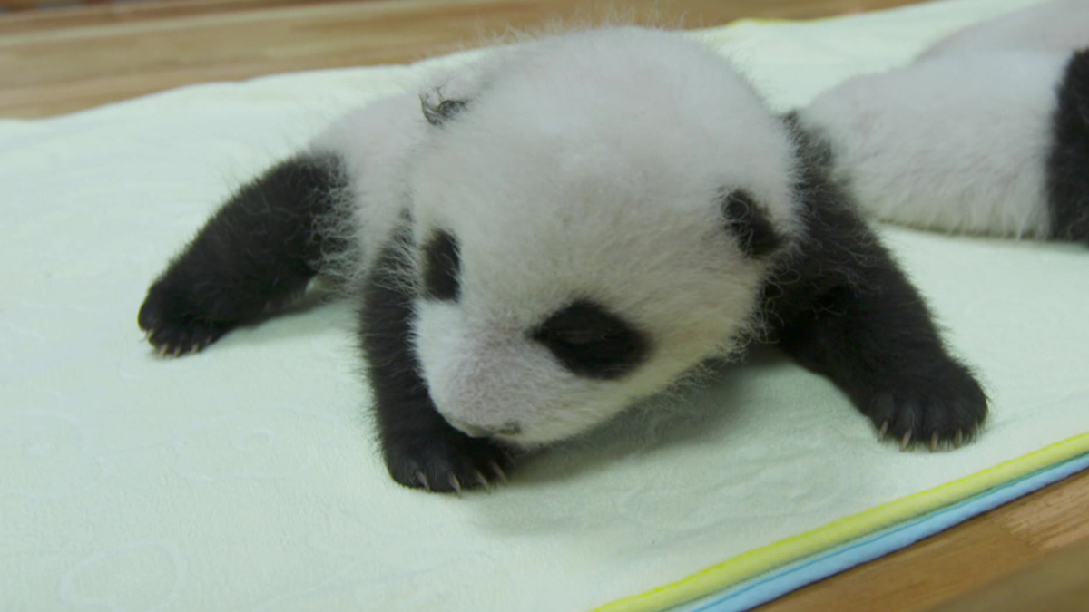 Watch 60 Minutes Overtime: Giant Panda | 60 Minutes Archive - Full show ...