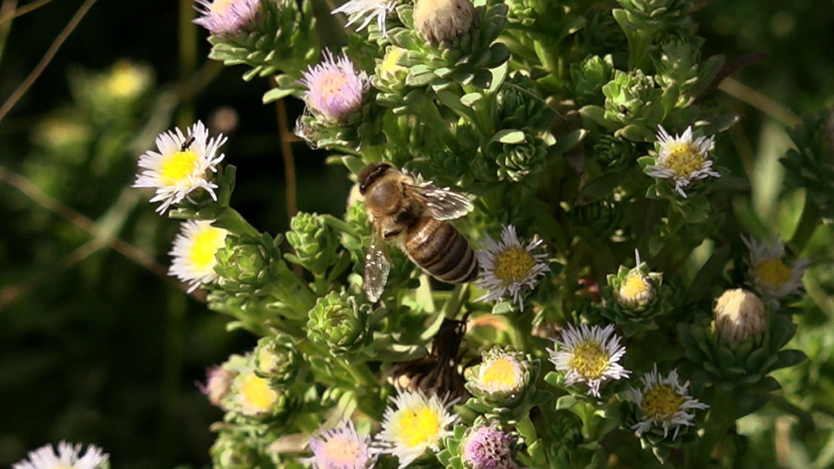 Watch CBS Saturday Morning Season Episode : How honeybees can be used ...