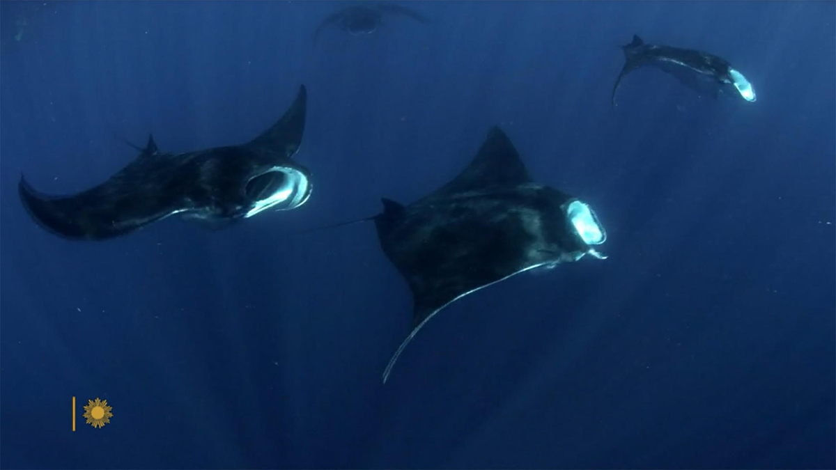 Watch Sunday Morning: Nature: Manta rays in Mexico - Full show on CBS