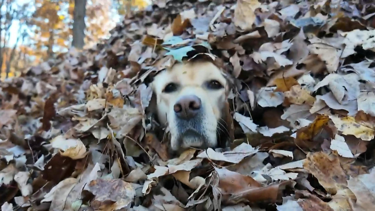 Watch CBS Evening News Dogs spread autumn joy by jumping in leaf piles ...