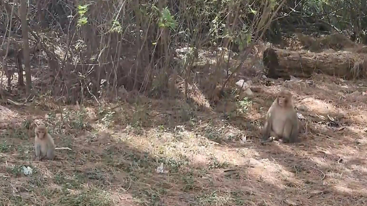Watch CBS Saturday Morning: Search continues for South Carolina monkeys ...
