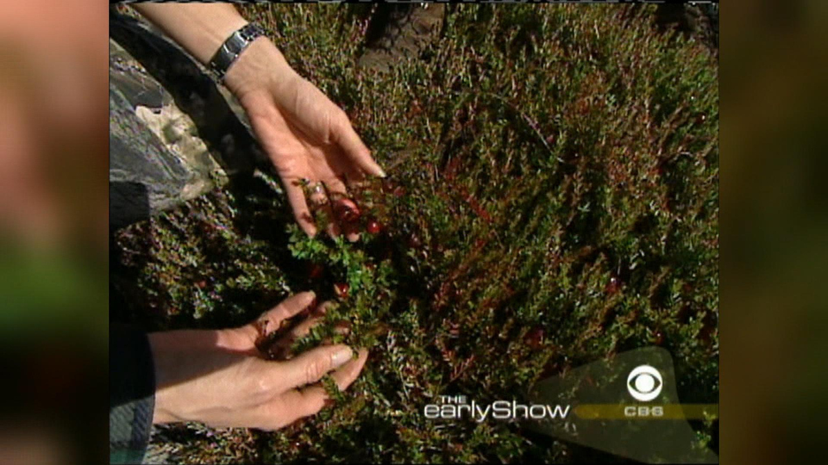 Watch CBS Mornings: "Mornings Memory": Harvesting cranberries - Full ...