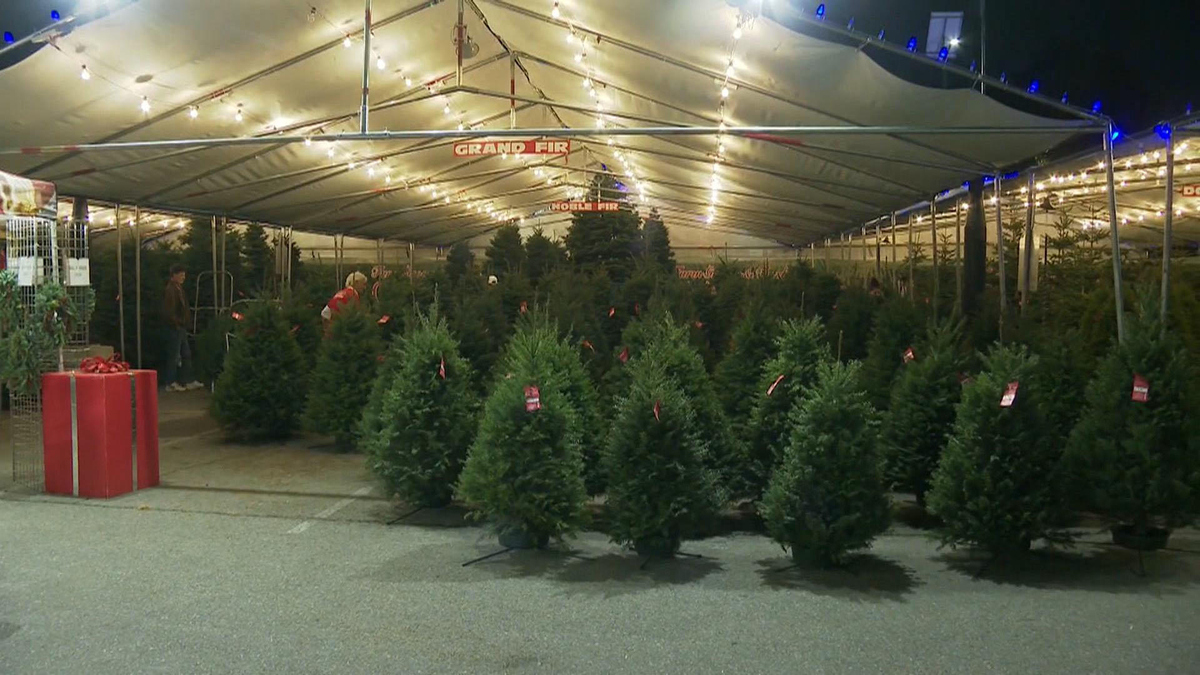 Watch CBS Evening News: How severe weather could impact Christmas trees ...