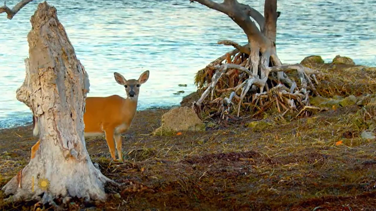 Watch Sunday Morning: Nature: Key deer in Florida - Full show on CBS