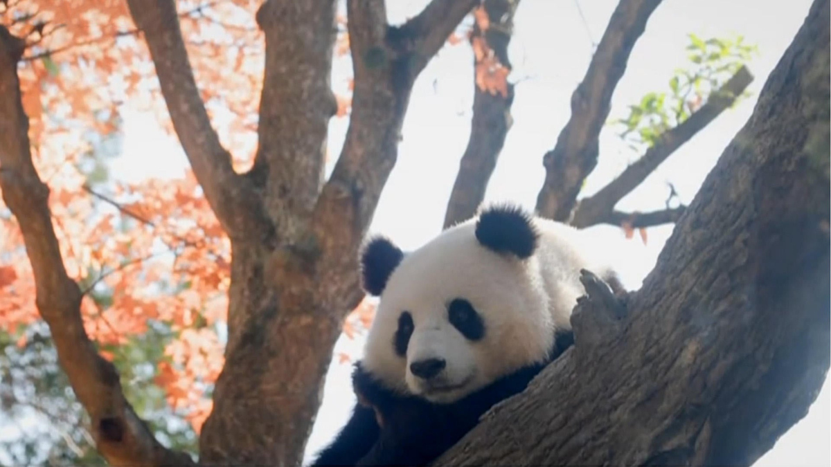 Watch CBS Mornings: National Zoo's giant pandas make their debut - Full ...