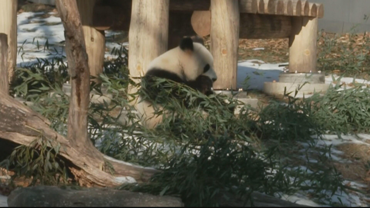 Watch CBS Evening News: Pandas make their debut at D.C.'s National Zoo ...