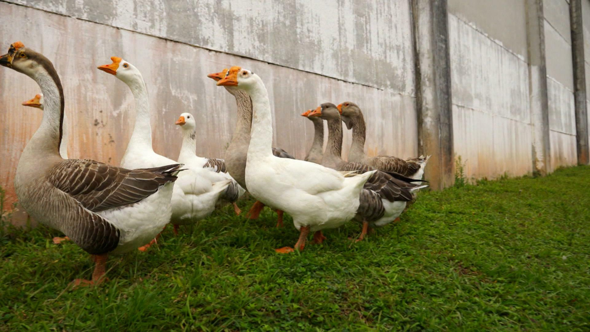 Watch CBS Saturday Morning: Geese used for security at Brazilian prison ...