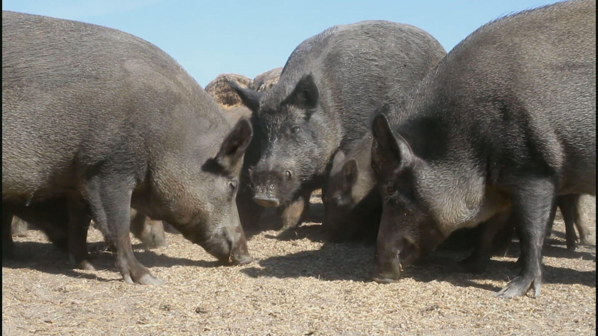 Watch CBS Evening News: "Super pigs" pose risk to U.S. economy, experts ...