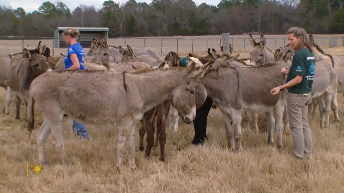 Watch Sunday Morning: Building a humane world for animals - Full show ...