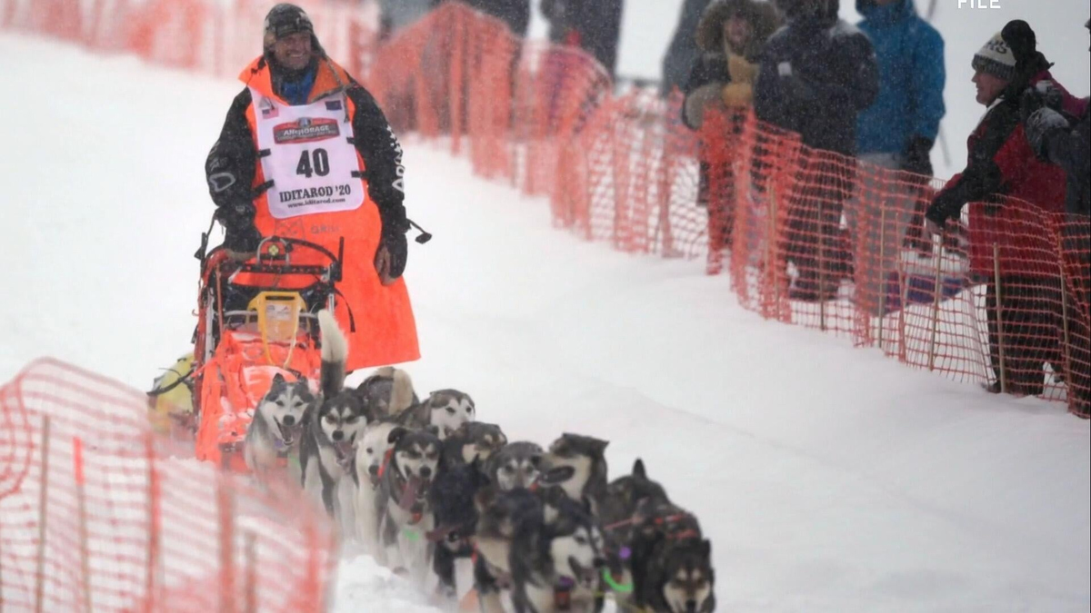 Watch CBS Evening News: Iditarod sled dog race starting line relocated ...