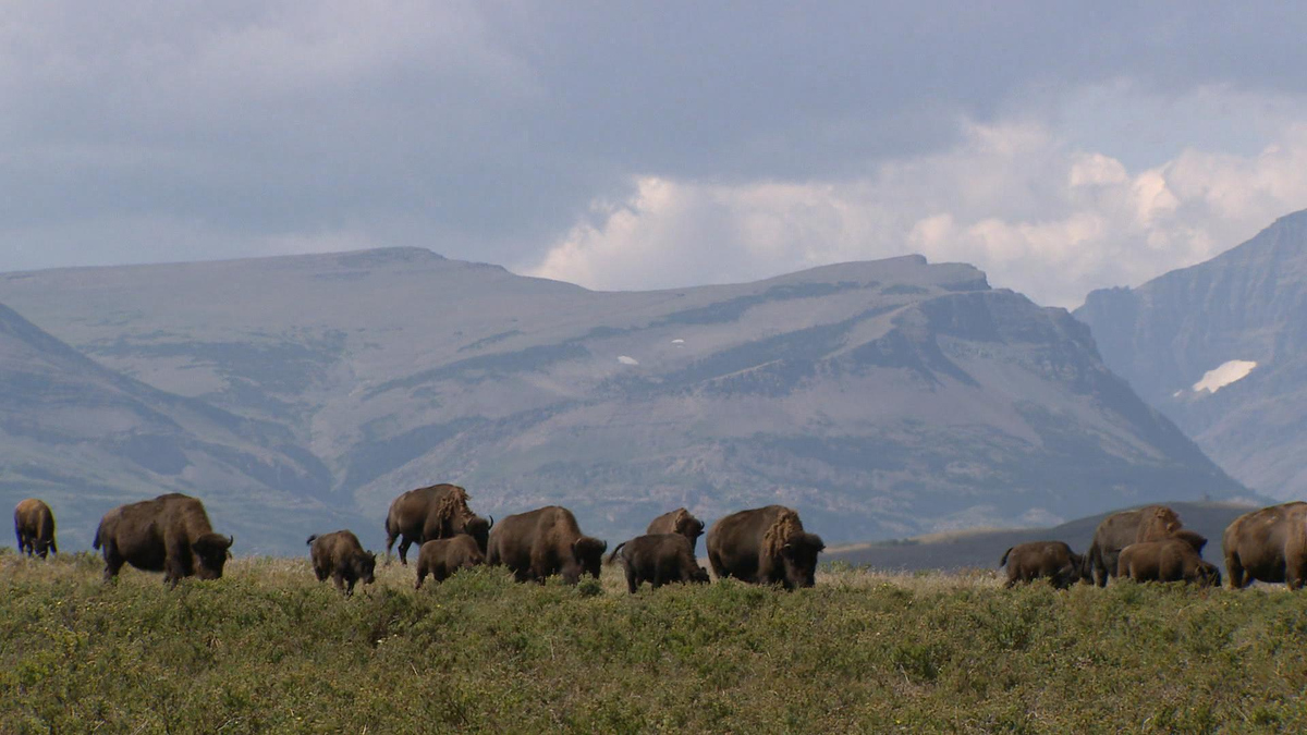 Watch CBS Saturday Morning: How animals can help fight climate change ...