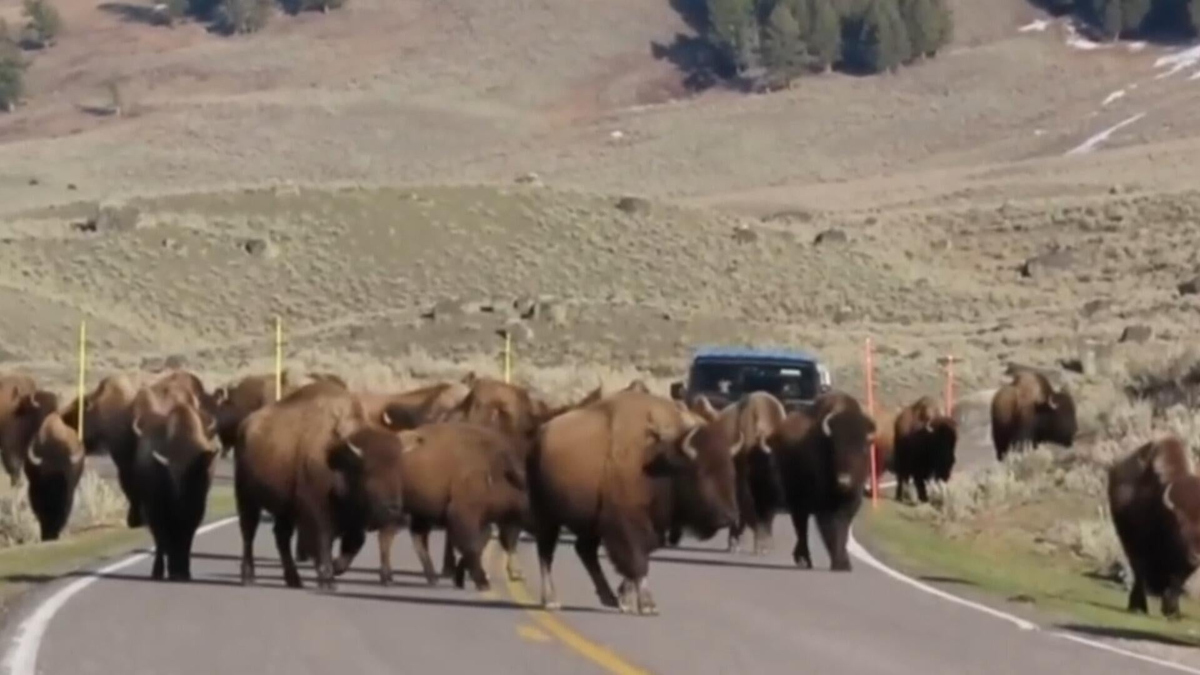 Watch CBS Evening News: Bison herd stops traffic in Yellowstone - Full ...