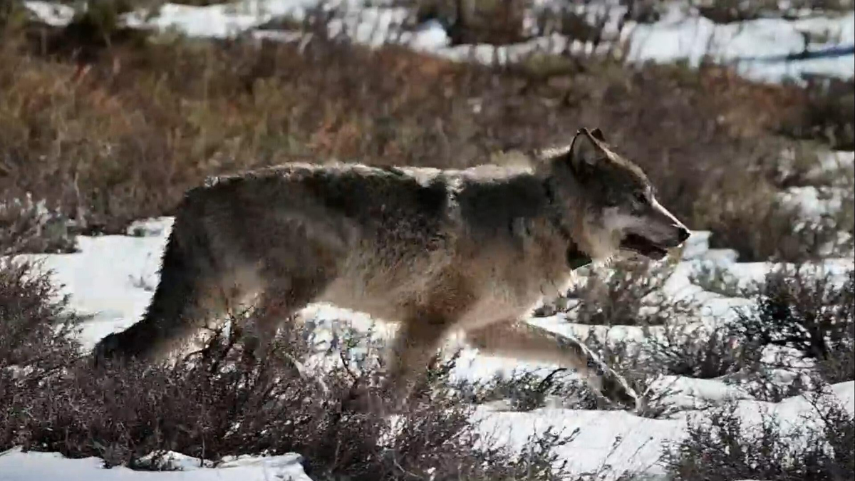 Watch CBS Evening News: California ranchers face growing wolf threat - Full show on CBS