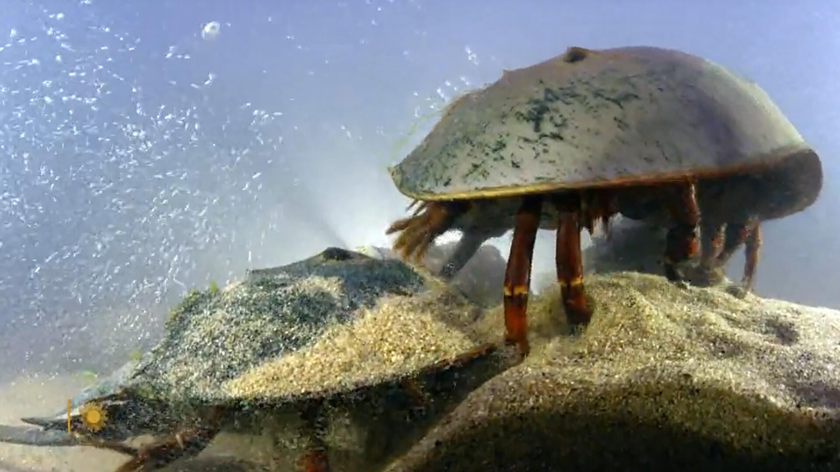 Watch Sunday Morning: Nature: Horseshoe crabs in Maine - Full show on CBS