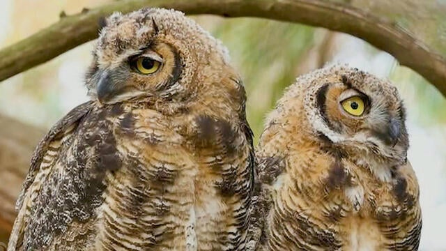 Watch CBS Evening News: Pair of owls become San Francisco celebrities ...