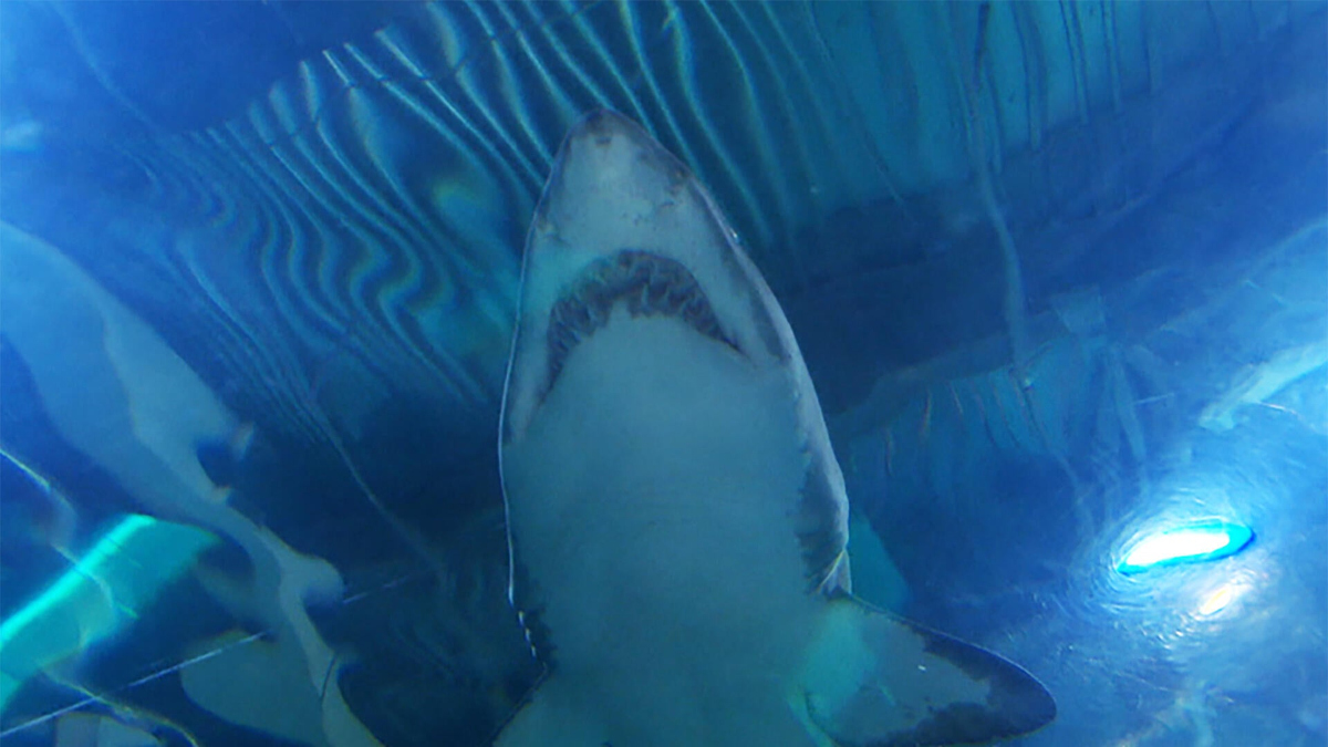 Watch Sunday Morning: From the archives: The infamous 1916 shark ...