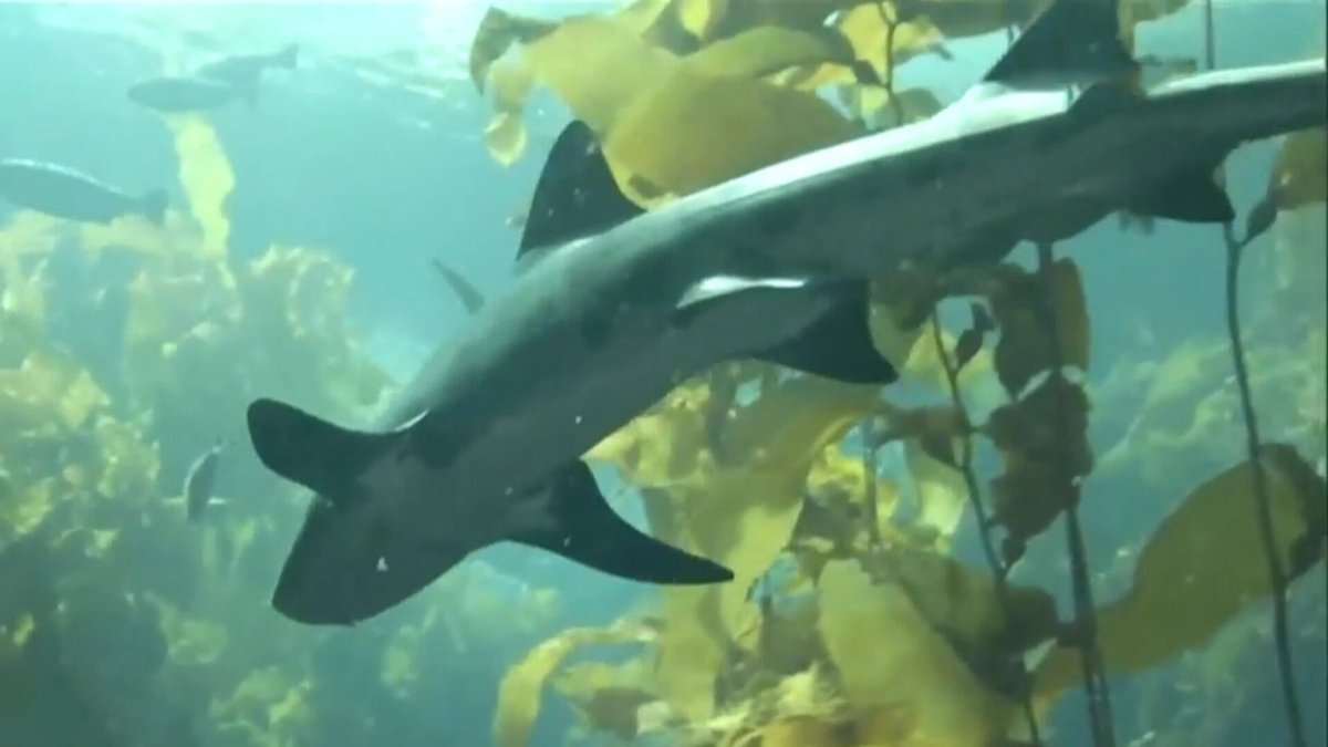 Watch CBS Saturday Morning: Scientists try to change minds about sharks ...