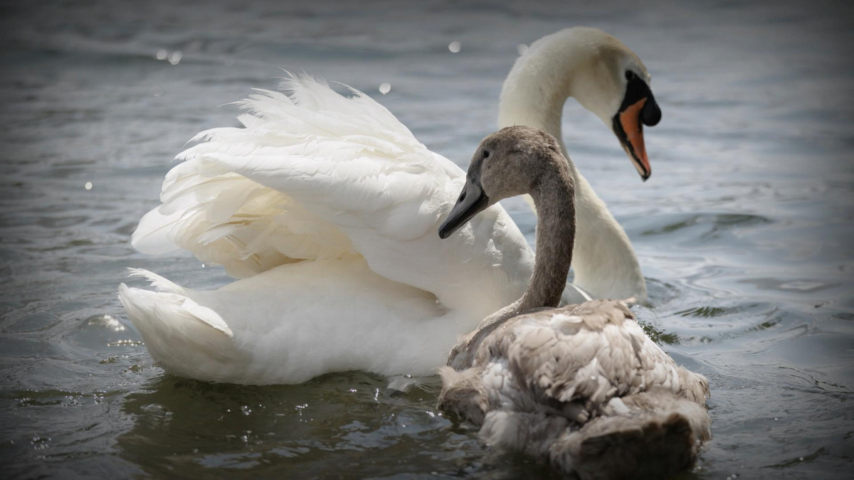 Watch CBS Saturday Morning: What is Swan Upping? - Full show on CBS
