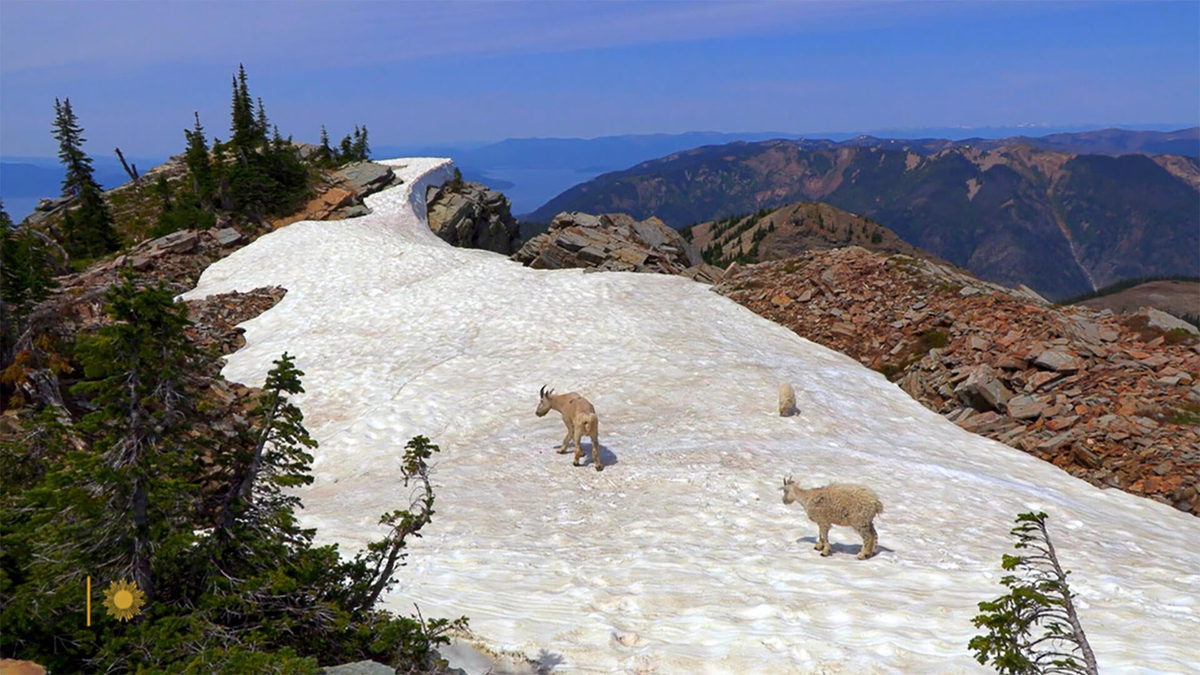 Watch Sunday Morning Season Episode : Nature: Mountain goats in Idaho ...
