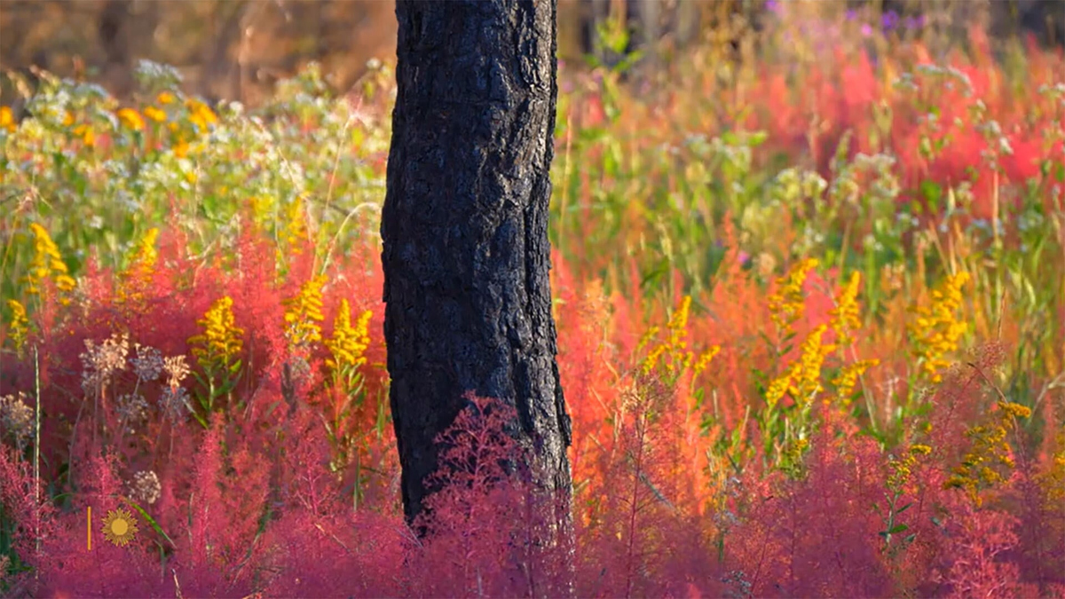 Watch Sunday Morning: Nature: Forest regrowth in New Mexico - Full show ...