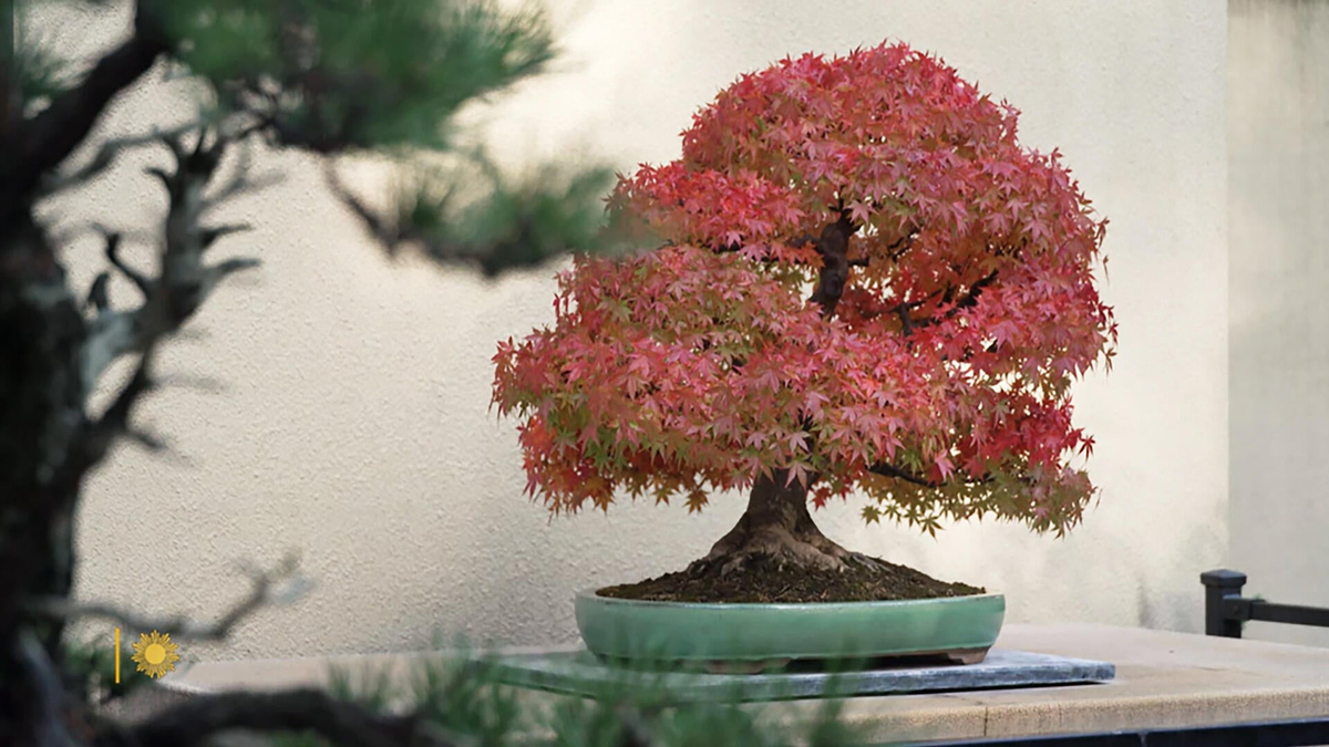 Watch Sunday Morning: Bonsai: A miniature display of fall foliage ...