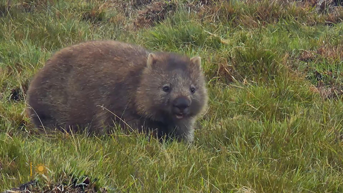 Watch Sunday Morning: Nature: Wombats in Tasmania - Full show on CBS