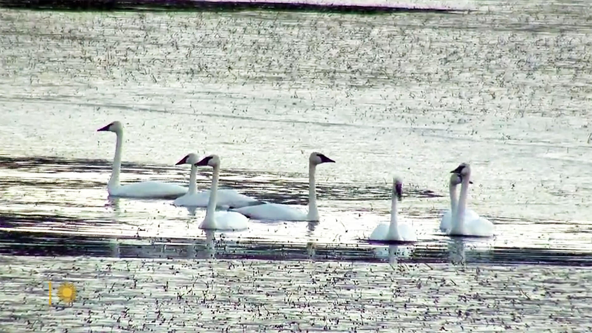 Watch Sunday Morning: Nature: Trumpeter Swans in Minnesota - Full show ...