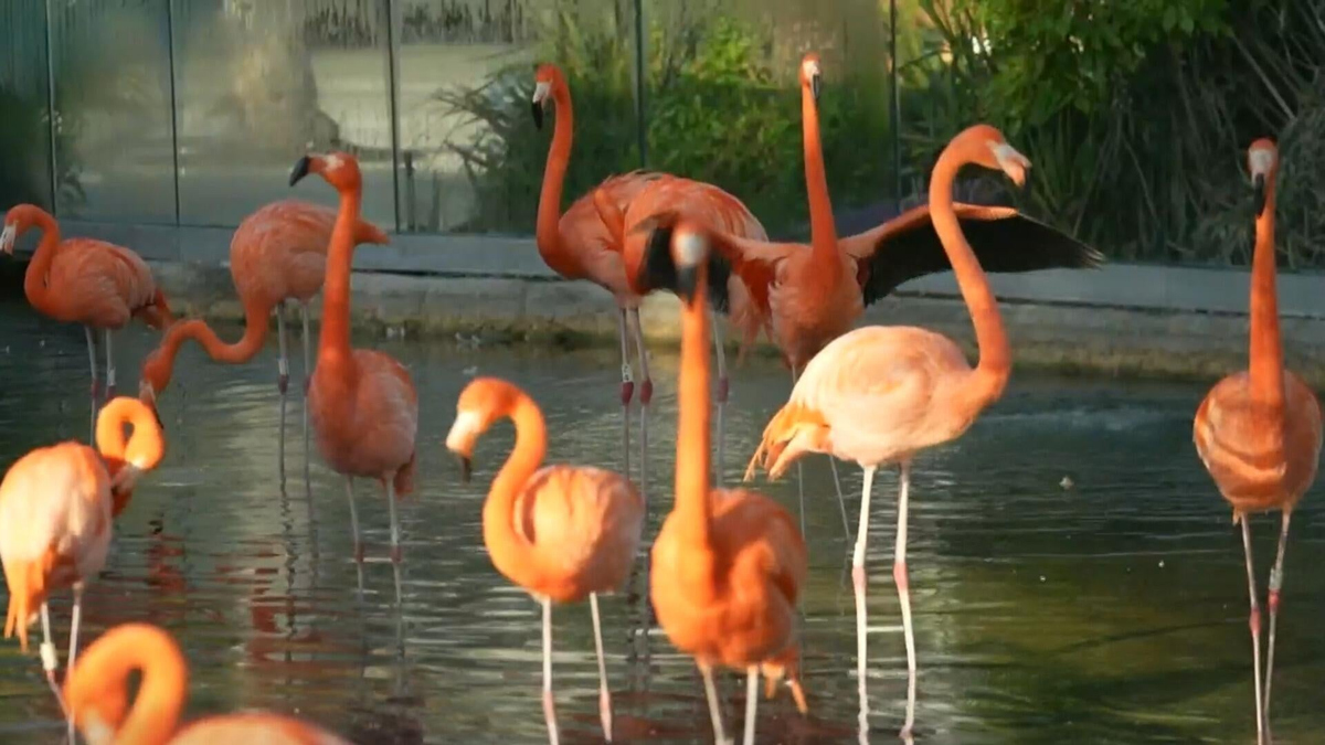 Watch CBS Evening News: Why flamingos are returning to Florida - Full ...