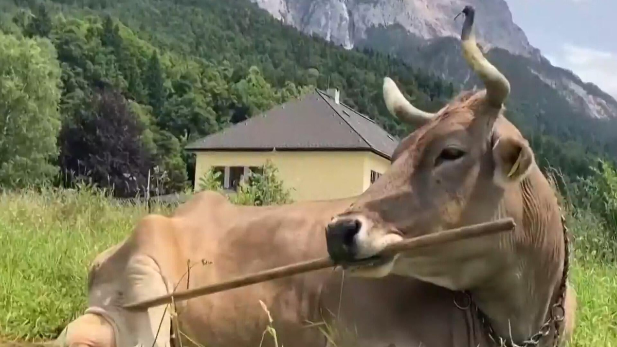 Watch CBS Saturday Morning: Cow develops technique to scratch herself ...