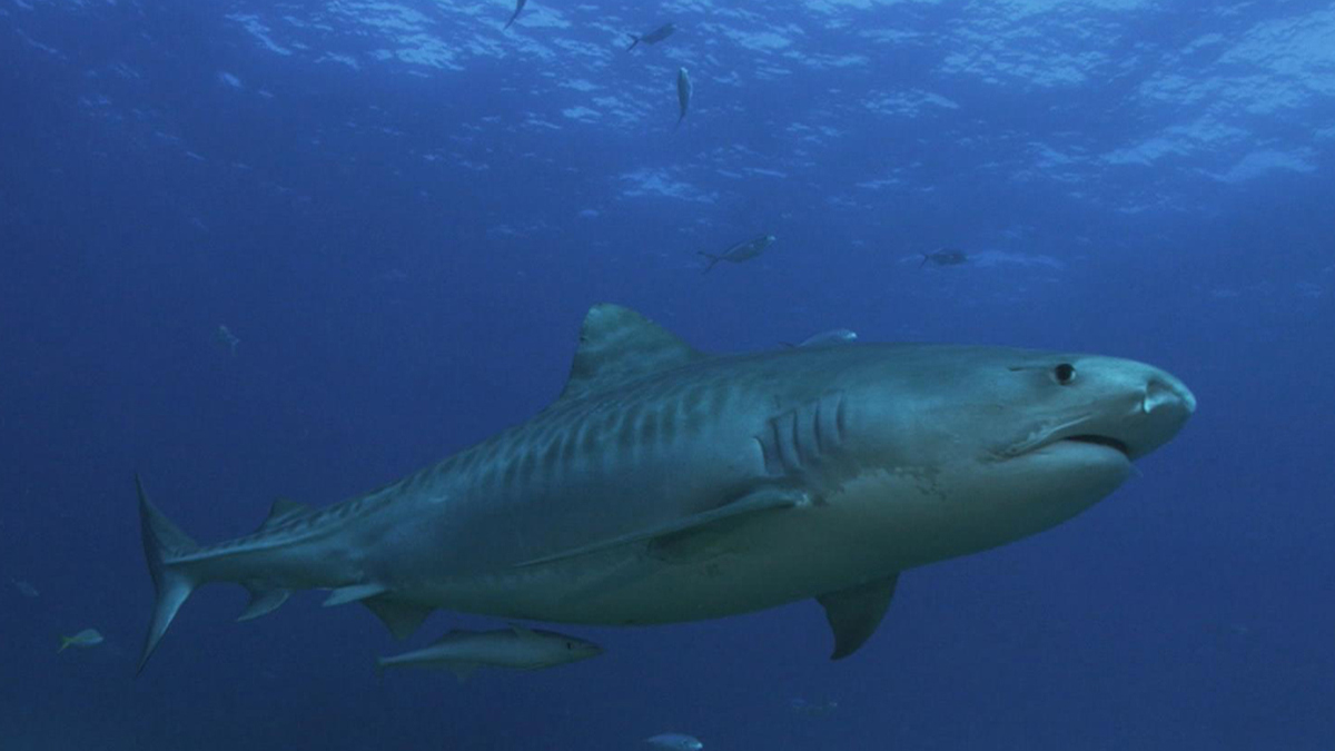 Watch Sunday Morning: Nature: Sharks - Full show on CBS