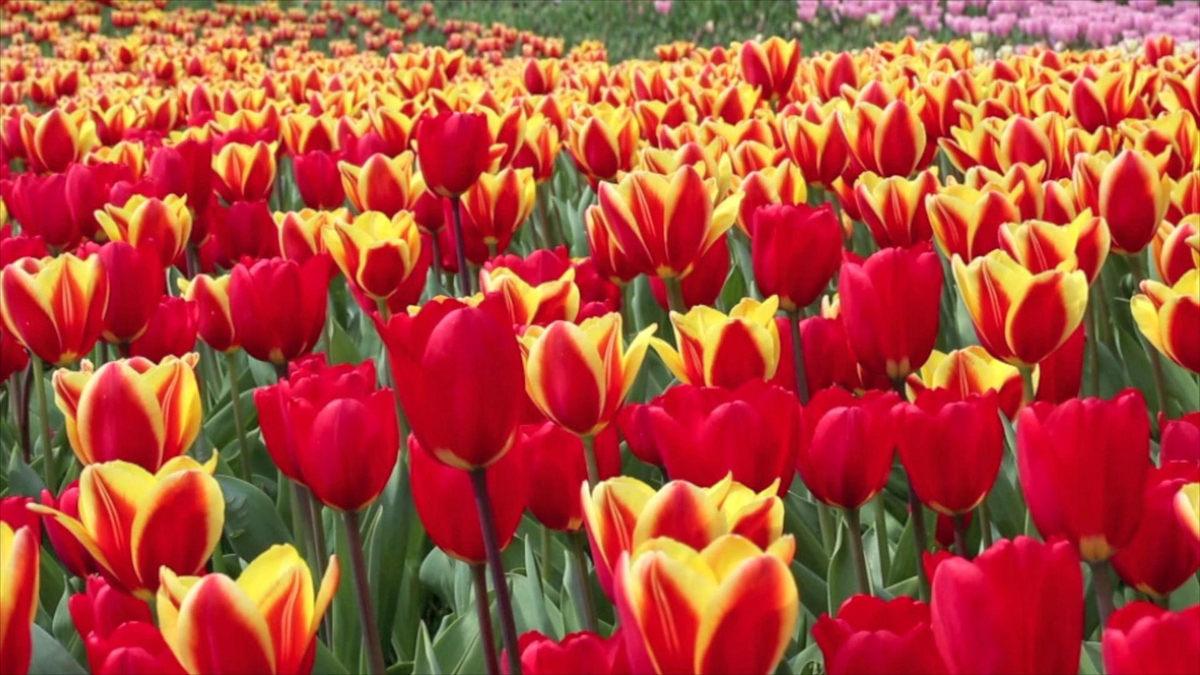 Watch Sunday Morning: Nature: Tulips - Full show on CBS