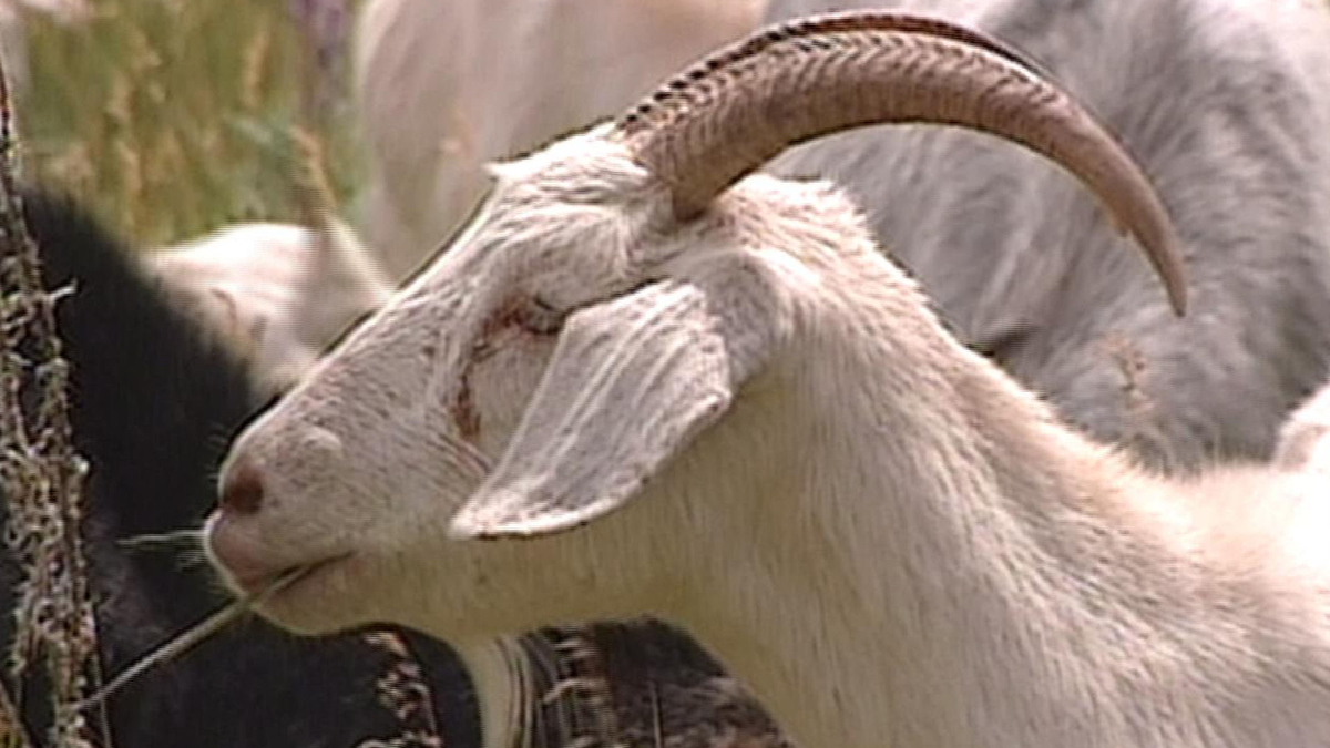 Watch Sunday Morning: From 1999: Goats as lawn mowers - Full show on CBS