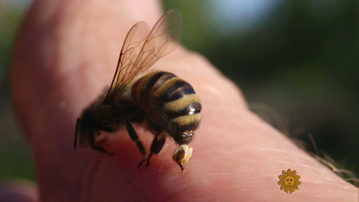 Watch Sunday Morning: Insect stings - Full show on CBS