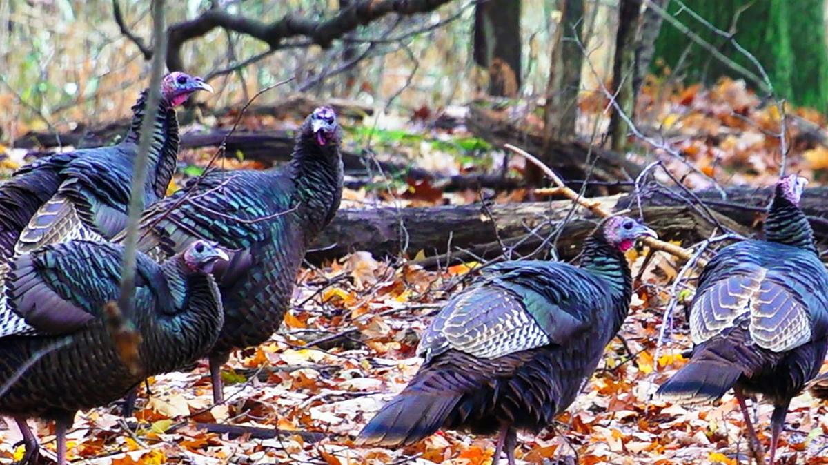 Watch Sunday Morning: Nature: Wild turkeys - Full show on CBS